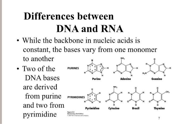 Differences between DNA and RNA • While the backbone in nucleic acids ...