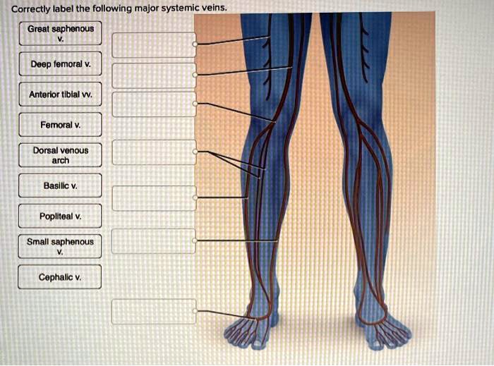 SOLVED: Correctly label the following major systemic veins. Great ...