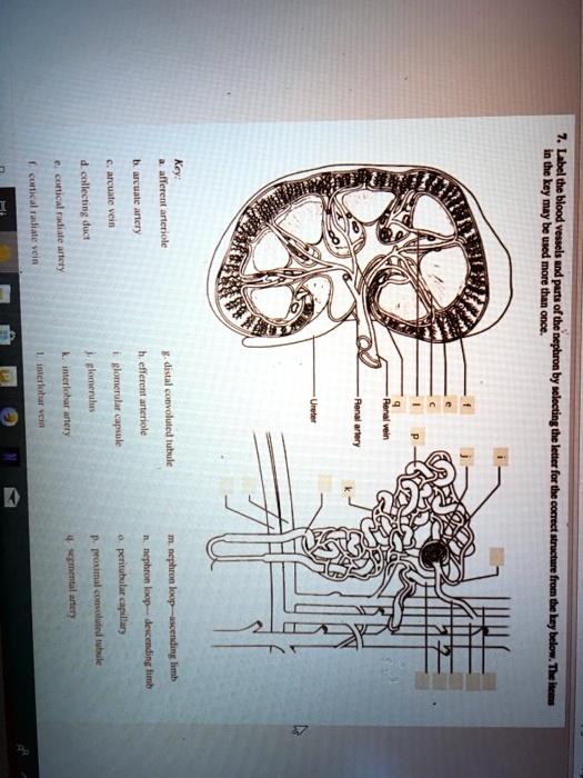 In the key, the blood vessels and parts of the nephron are labeled as ...