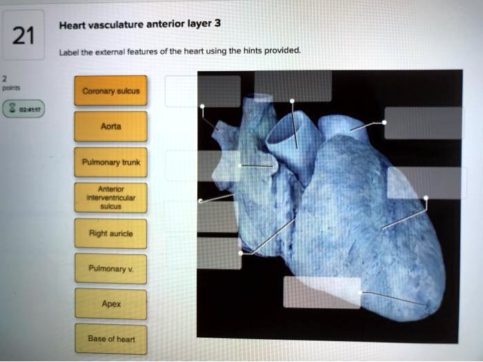 Heart vasculature anterior layer 3 21. Label the external features of ...