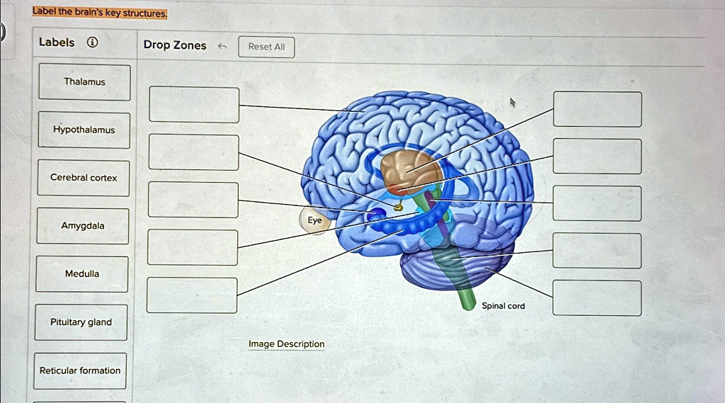 Label the brain's key structures. Labels Thalamus Hypothalamus Cerebral ...