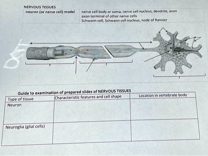 SOLVED: NERVOUS TISSUES - Neuron (or nerve cell) model Nerve cell body or soma, nerve cell ...
