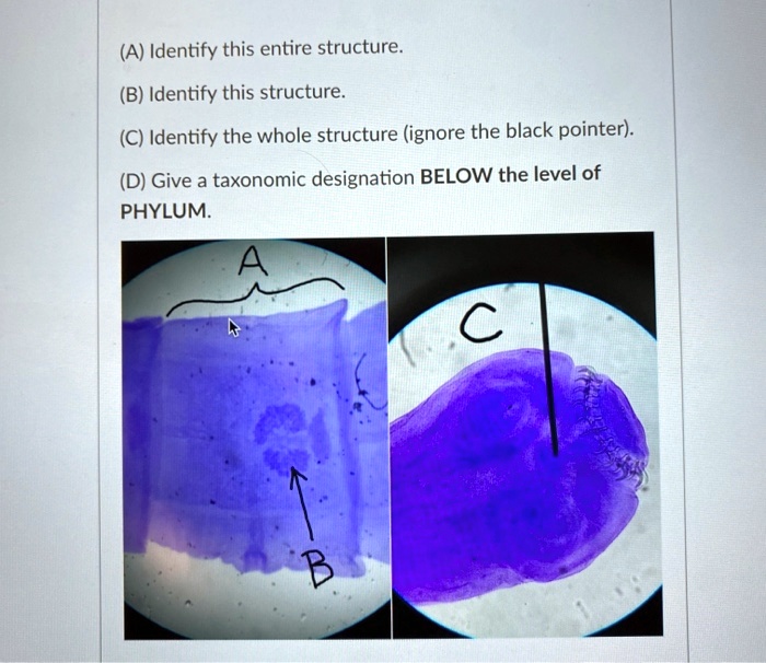 SOLVED: (A) Identify this entire structure (B) Identify this structure ... SOLVED: (A) Identify this entire structure (B) Identify this structure ...