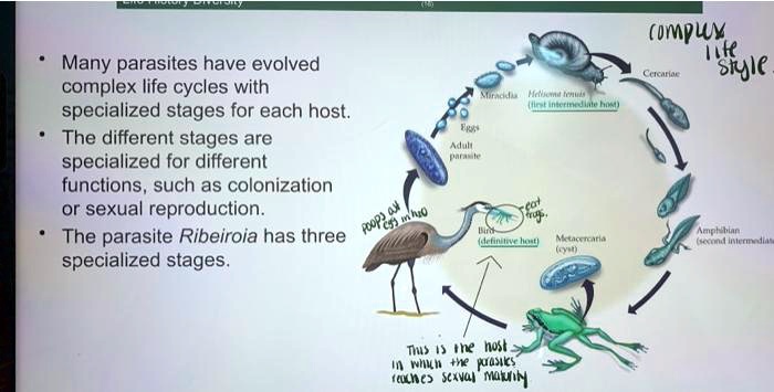 SOLVED: Ecology: Explaining a Diagram Step by Step. Please don't just ...