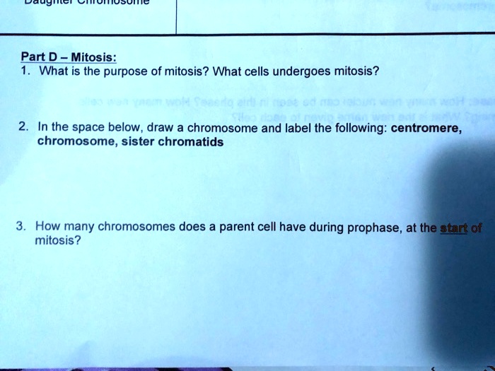 Part D - Mitosis: 1. What is the purpose of mitosis? What cells ...
