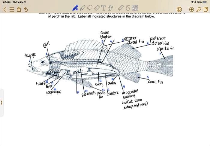 Perch Internal Anatomy Diagram