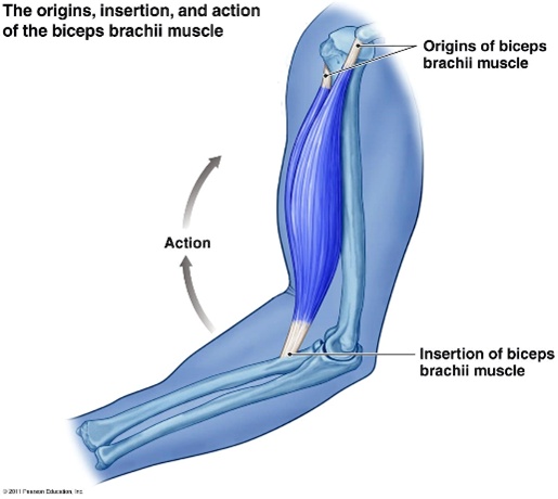The origins, insertion, and action of the biceps brachii muscle Action Origins of biceps brachii ...