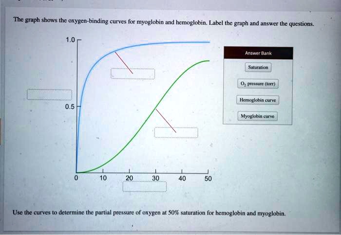the graph shows the oxygen binding curves for myoglobin and hemoglobin label the graph and ...