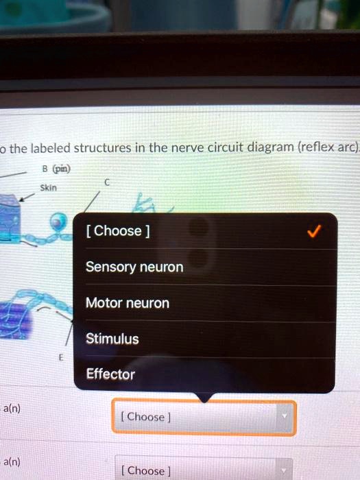 0 the labeled structures in the nerve circuit diagram… - SolvedLib
