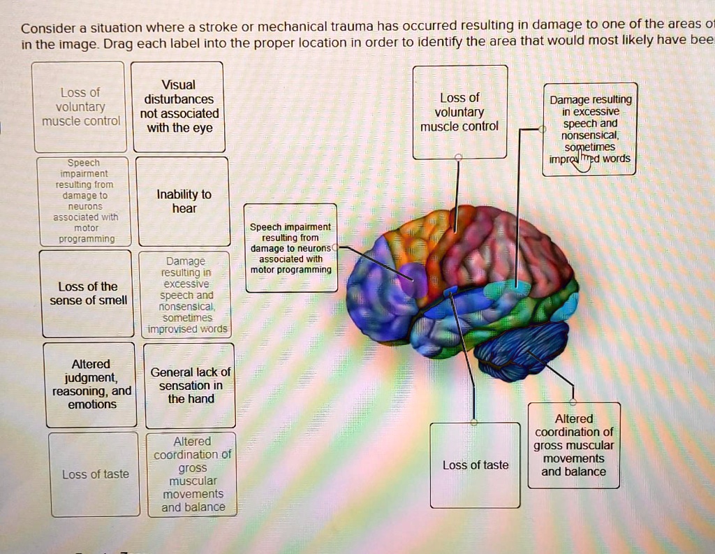 SOLVED: Consider a situation where a stroke or mechanical trauma has ...