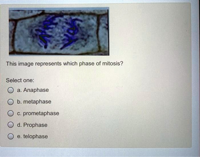 this image represents which phase of mitosis select one a anaphase b ...