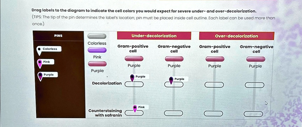 Drag labels to the diagram to indicate the cell colors you would expect ...