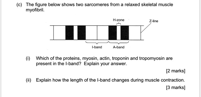 SOLVED: (c) The figure below shows two sarcomeres from a relaxed ...