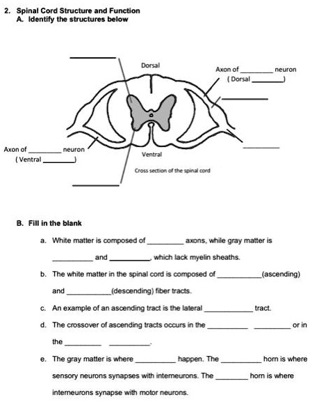 2 spinal cord structure and function aidentify the structures below ...