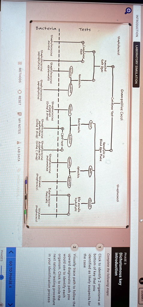 INTRODUCTION LABORATORY SIMULATION Bacteria Tests SUBMIT Staphylococci ...