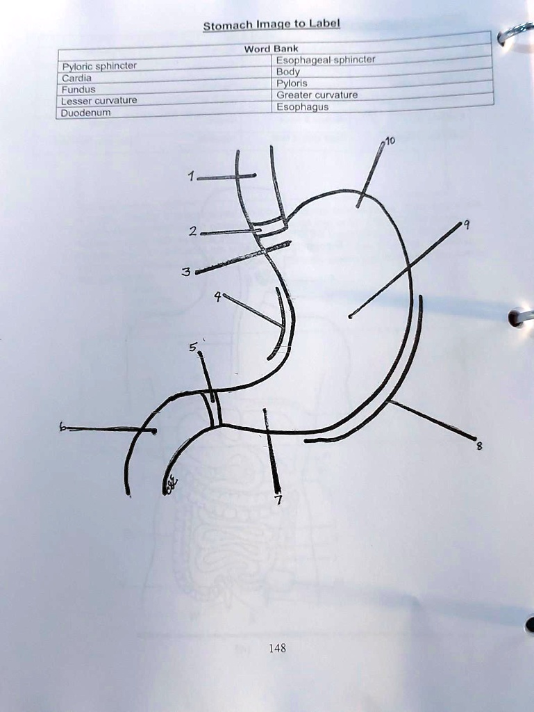 SOLVED: Digestive System Anatomy Labeling Stomach Image to Label Word ...