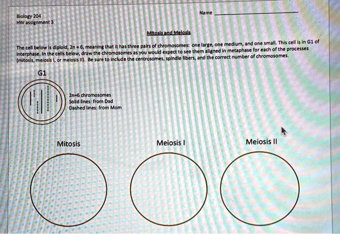 SOLVED: Title: Biology 204 HW Assignment 3 - Mitosis and Meiosis The ...