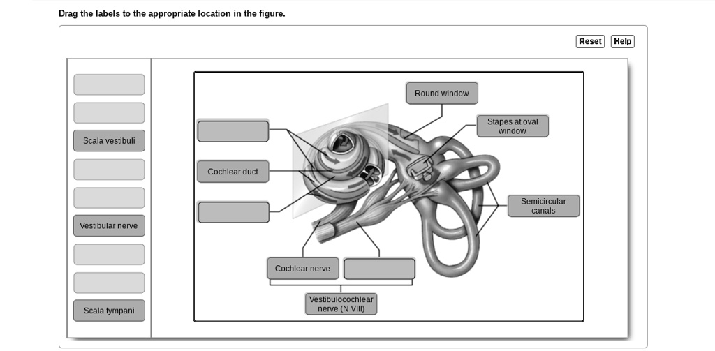 SOLVED: Drag the labels to the appropriate location in the figure Reset ...