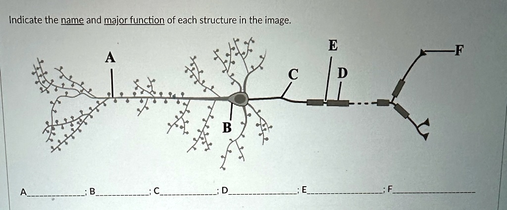 SOLVED: Indicate the name and major function of each structure in the ...