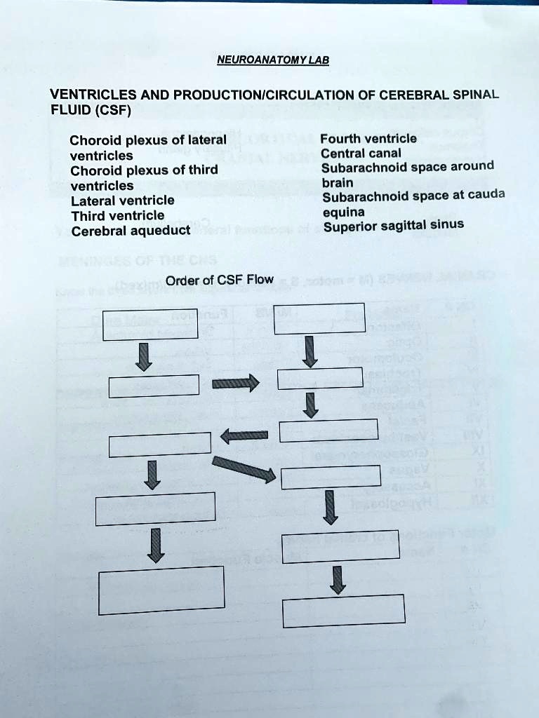 SOLVED: NEUROANATOMY LAB VENTRICLES AND PRODUCTION/CIRCULATION OF CEREBROSPINAL FLUID (CSF ...