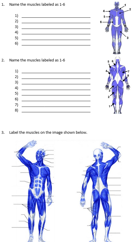 SOLVED: Name the muscles labeled as 1-6 1) 2) 3) 4) 5) 6) 2. Name the ...