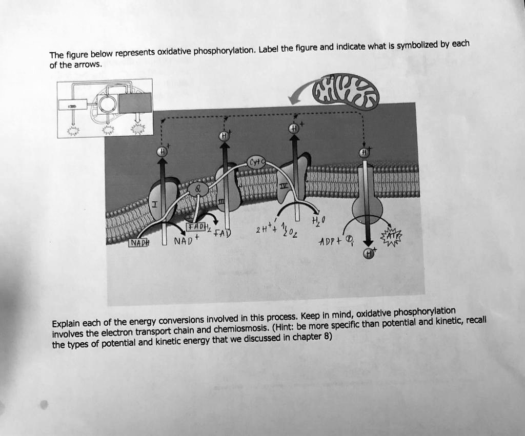 Oxidative phosphorylation label the figure and indicate what...