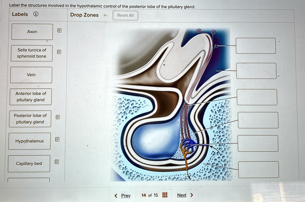 Label the structures involved in the hypothalamic control of...
