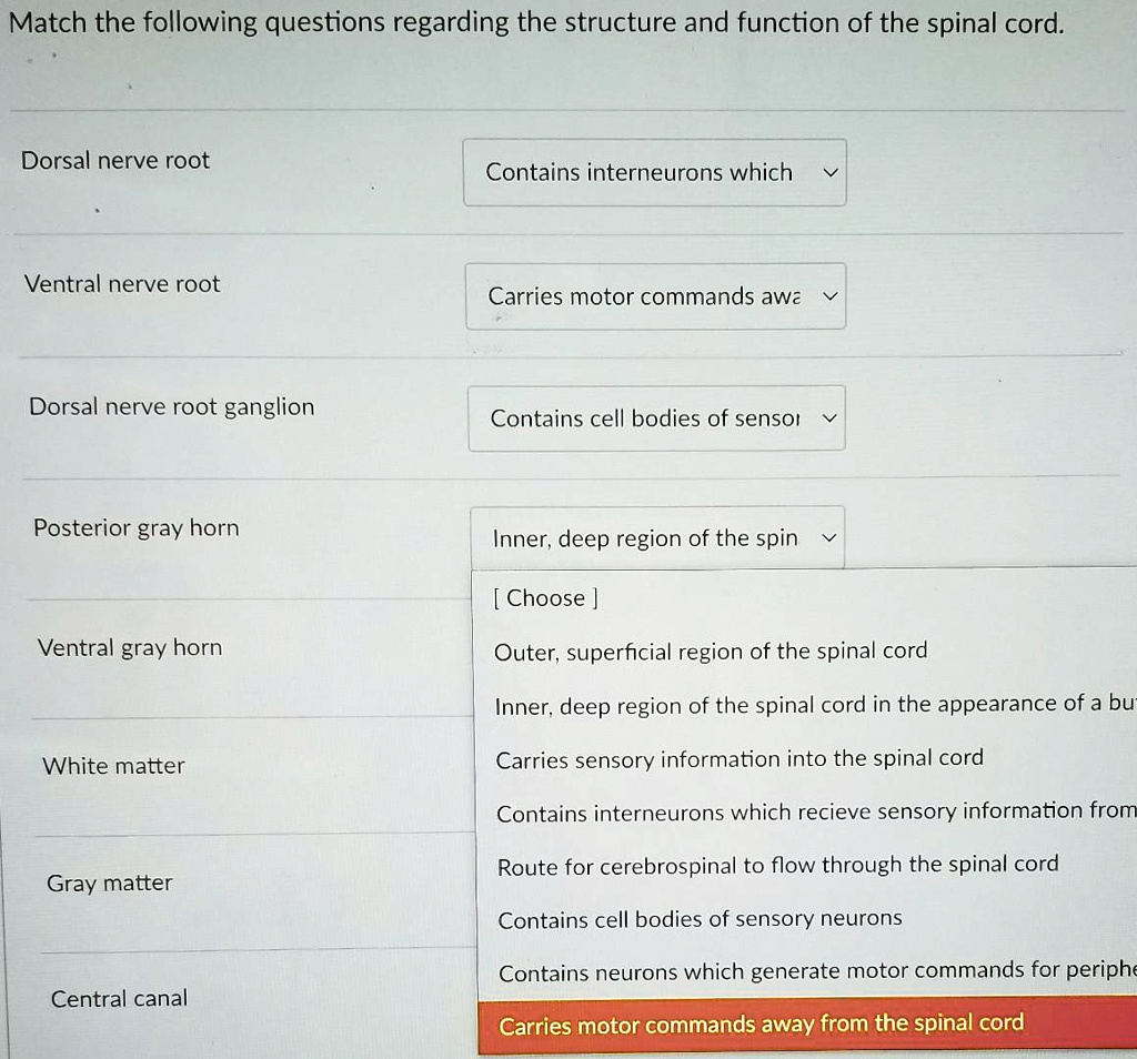 Solved Function Of The Spinal Cord Parts Didnt Get All Correct Match The Following Questions 1213