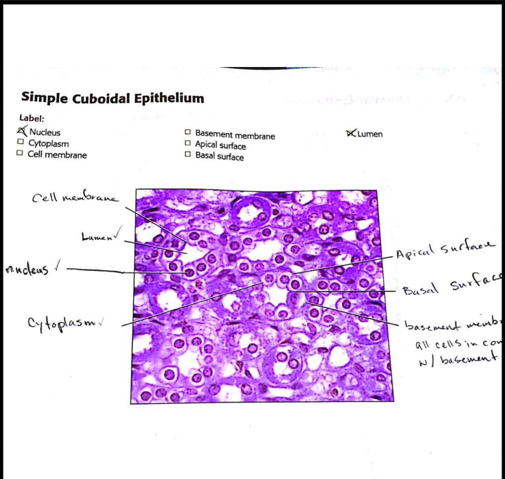 Simple Cuboidal Epithelium Diagram Quizlet 45 OFF
