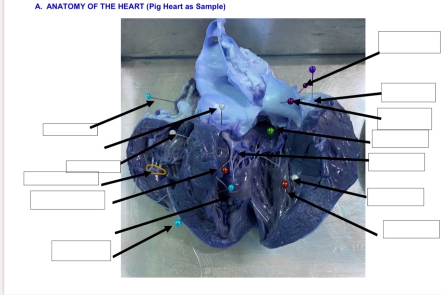 A. ANATOMY OF THE HEART (Pig Heart as Sample) A. ANATOMY OF THE HEART ...