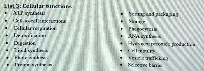 SOLVED: List 3: Cellular functions ATP synthesis Cell-to-cell ...