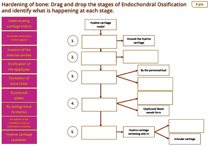 hardening of bone drag and drop the stages of endochondral ossification ...