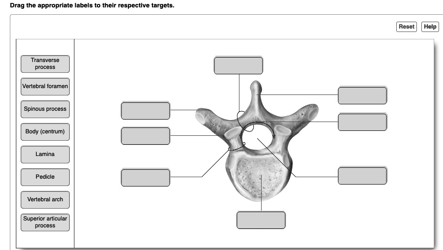 Drag the appropriate labels to their respective targets. Transverse ...