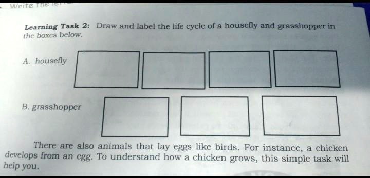 SOLVED: Learning Task 2: Draw and label the life cycle of a housefly ... SOLVED: Learning Task 2: Draw and label the life cycle of a housefly ...