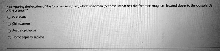comparing the location of the foramen magnum which specimen of those ...