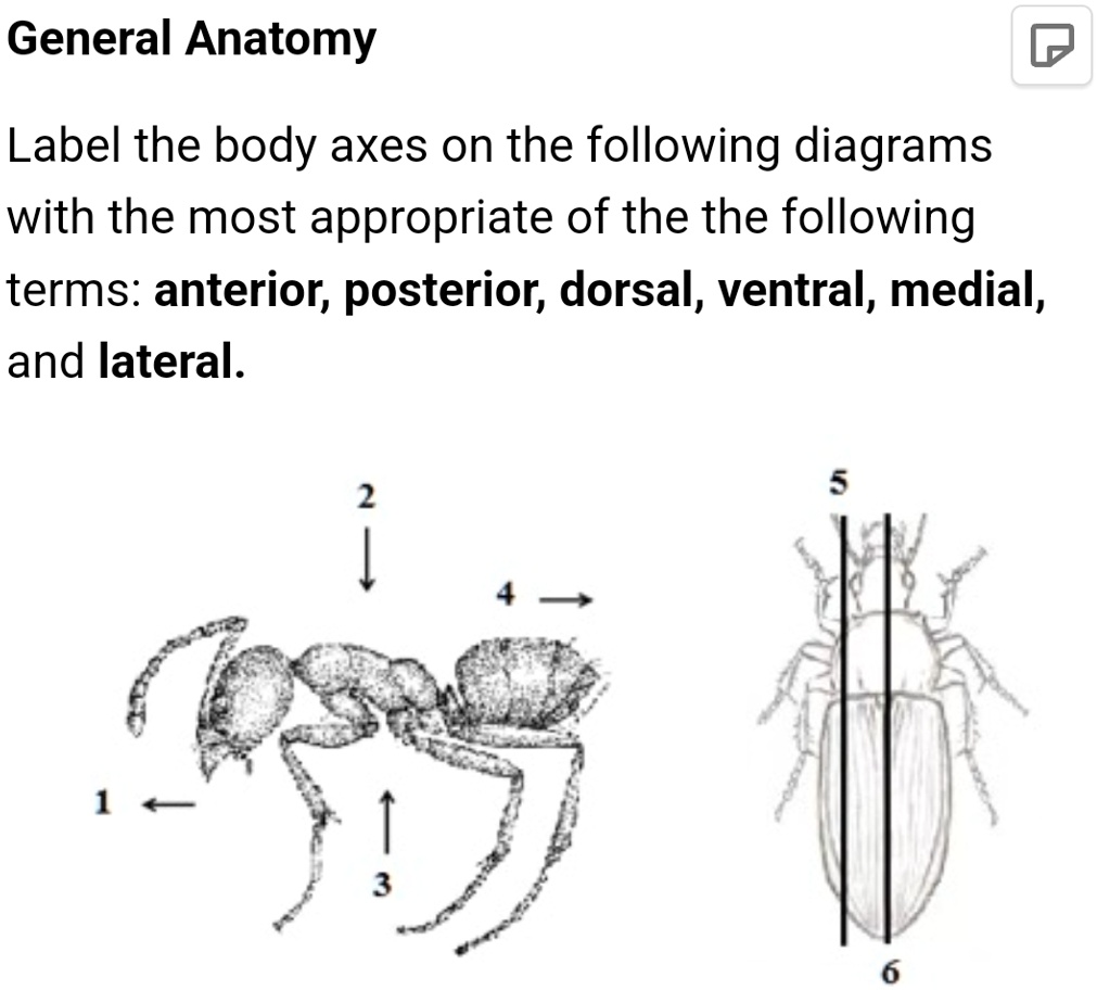 general anatomy label the body axes on the following diagrams with the ...