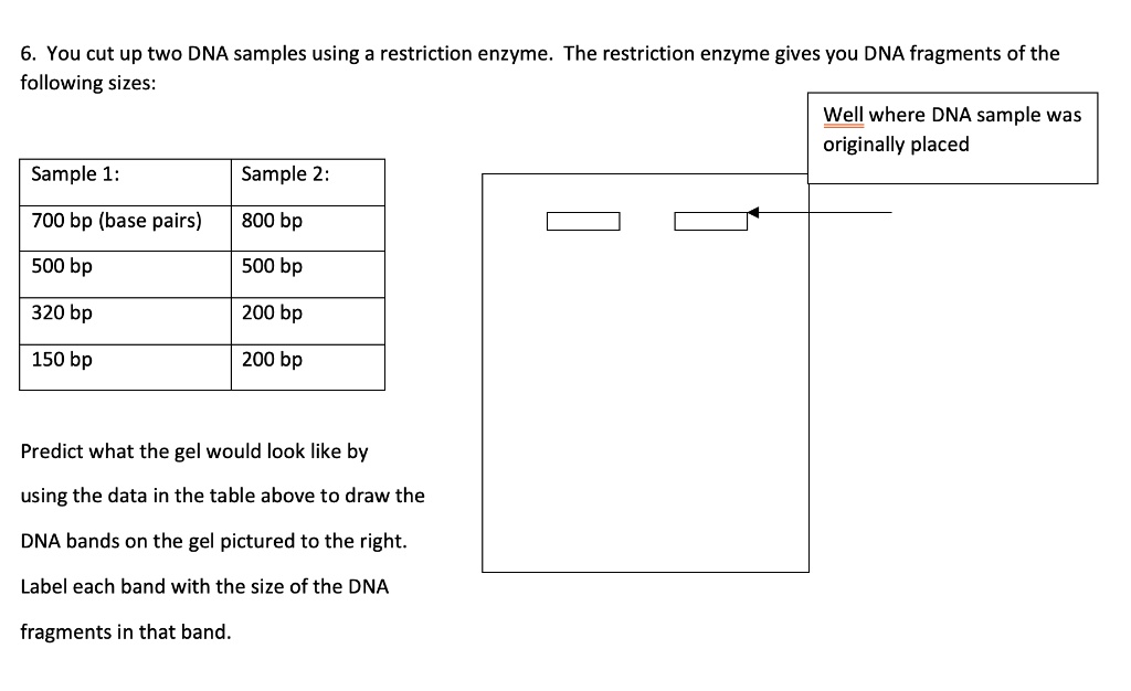 6. You cut up two DNA samples using a restriction enzyme. The ...