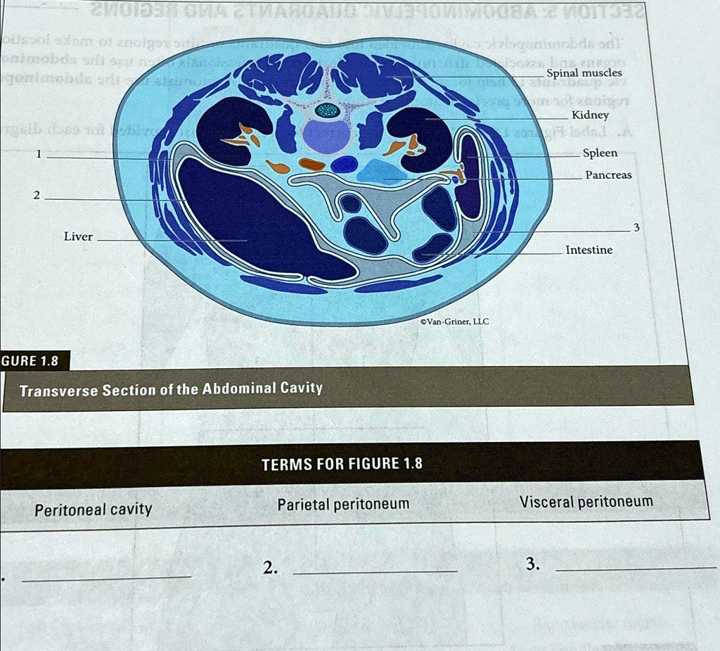 Transverse Section of the Abdominal Cavity TERMS FOR FIGURE 1.8 ... Transverse Section of the Abdominal Cavity TERMS FOR FIGURE 1.8 ...