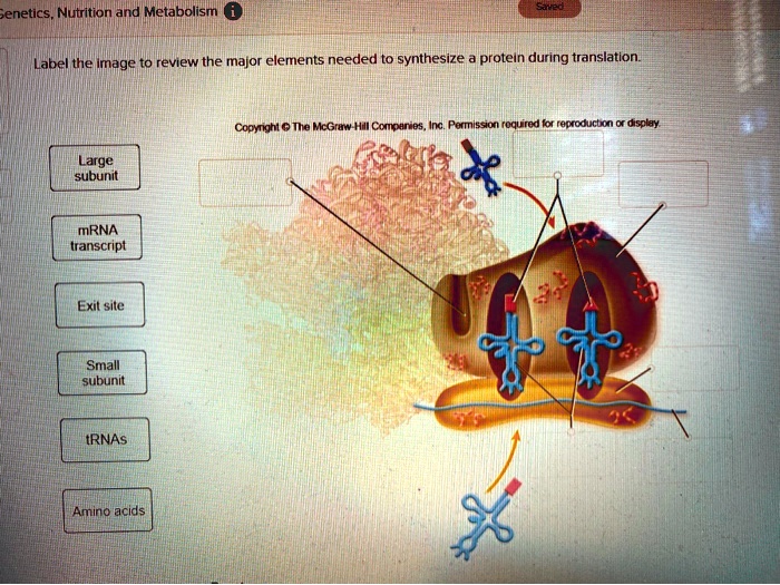 enetics nutrition and metabolism label the image to review the major ...