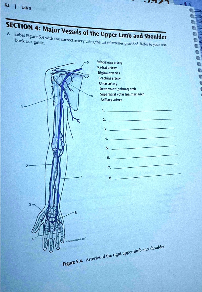 62 lab 5 section 4 major vessels of the upper limb and shoulder a label ...