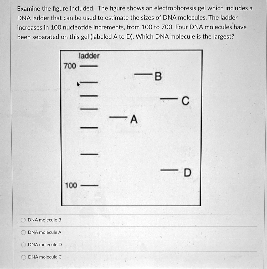Examine the figure included. The figure shows an electrophoresis gel ...