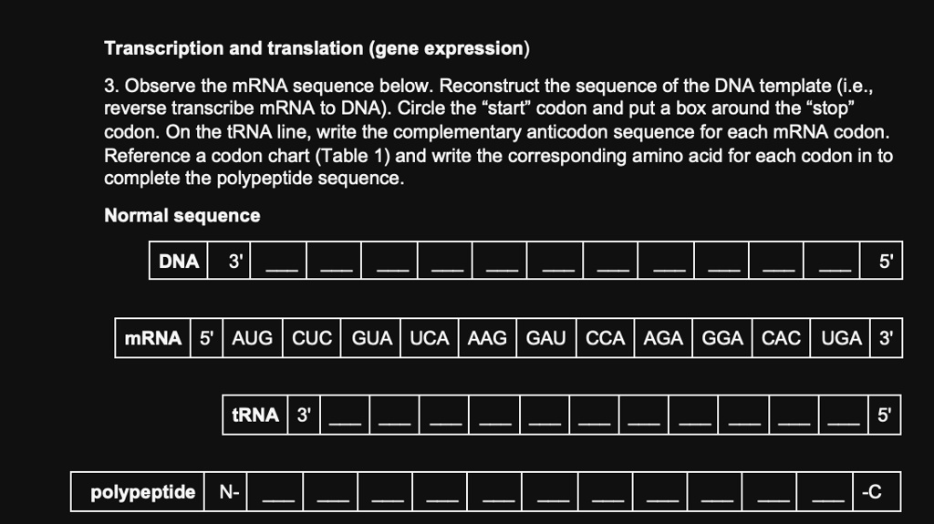 Transcription and translation (gene expression) 3. Observe the mRNA ...