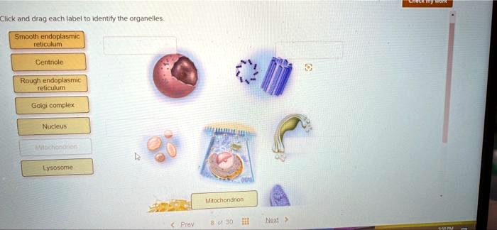 SOLVED: Smooth endoplasmic reticulum Centriole Rough endoplasmic reticulum Golgi complex Nucleus ...
