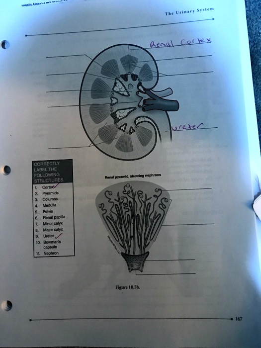 the urinary system acnal cortex urete correctly label the following ...