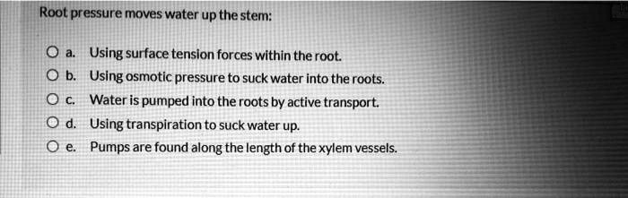 root pressure moves water up the stem using surface tension forces ...