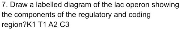 7. Draw a labelled diagram of the lac operon showing the components of ...