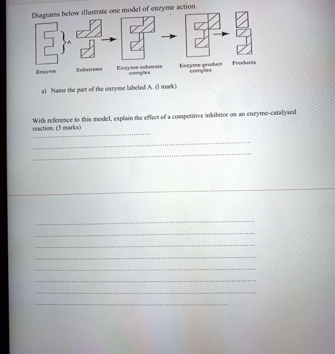 SOLVED: One model of enzyme action. Diagrams below illustrate Enzyme ...