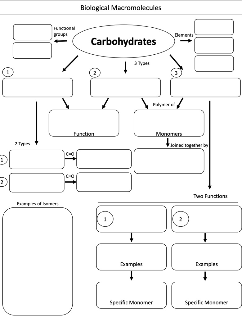 SOLVED: Biological Macromolecules Functional groups Elements ...