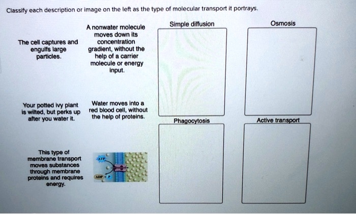 Classify each description or image on the left as the type of molecular ... Classify each description or image on the left as the type of molecular ...