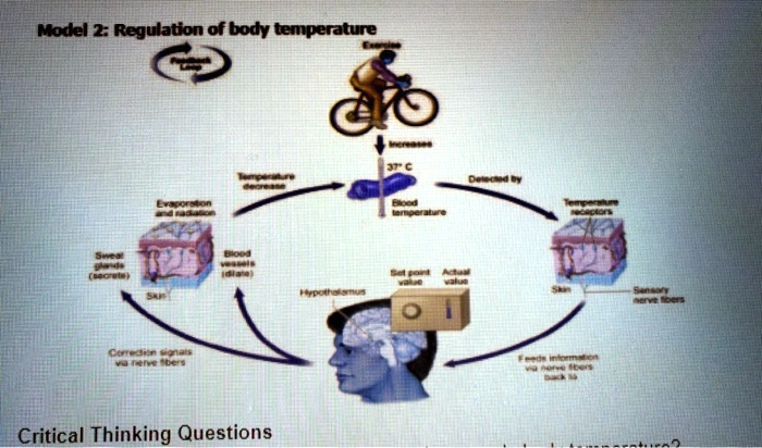 Solved Body Temperature Is Regulated By A Negative Feedback Loop 7621